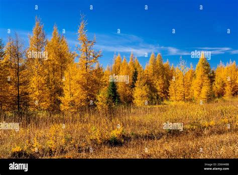 Fall Foliage Color In The Larch Trees Near Sundown Manitoba Canada