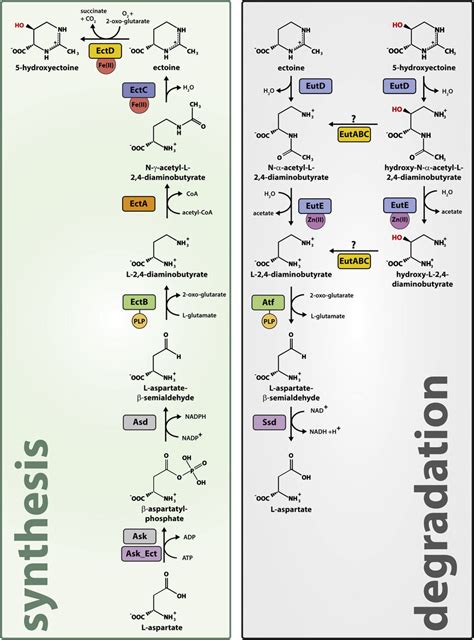 Ectoine Metabolism The Green And Grey Boxes Show The Pathways Enabling
