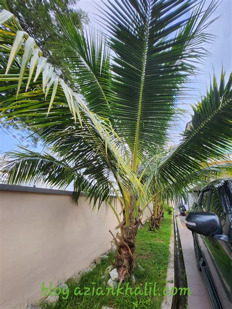 Pokok Kelapa Pandan