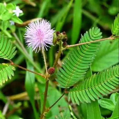 Jual Daun Putri Malu Segar 500 Gram Shopee Indonesia