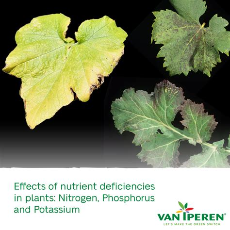 Common Nutrients Deficiencies In Plants I Nitrogen Potassium And Phosphorus Van Iperen