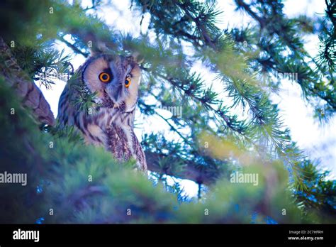 Forest And Owl Pine Tree Bird Long Eared Owl Asio Otus Nature