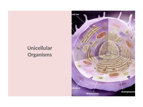 Learning About Single Celled Organisms Pptx