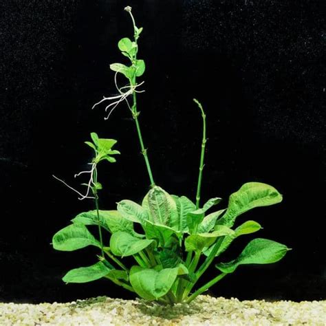 Aquatic Plants Echinodorus Parviflorus Tropica Lazada