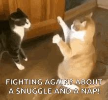 Funny Fight S Tenor