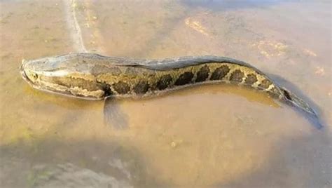 Snake Fish New Sea Snake Species Rattles Scientists
