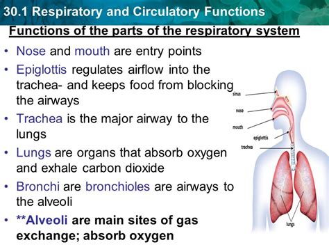 Digestive System Definition Function And Organs