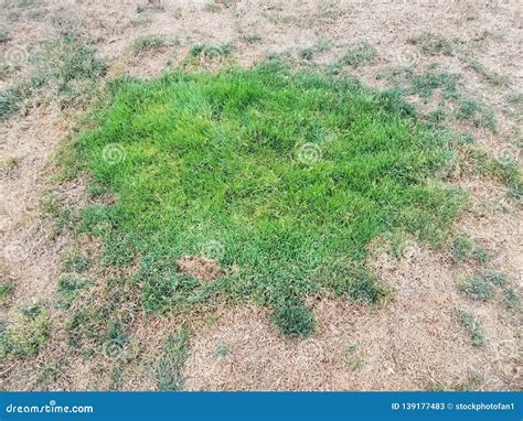 Green Patch Of Grass In Brown Lawn Or Yard Stock Image Image Of Yard