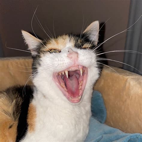 Cameron Coffman Youtube