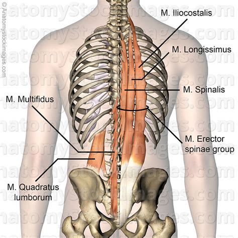 Anatomy Stock Images Spine Musculus Multifidus Quadratus Lumborum
