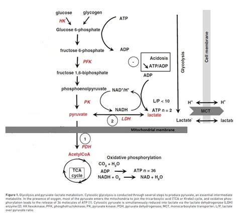 Interpreting Elevated Lactate Levels In Shock States
