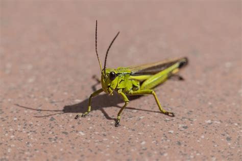 Premium Photo Macro Photography Of A Grasshopper