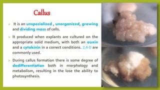 Callus Culture Pptx