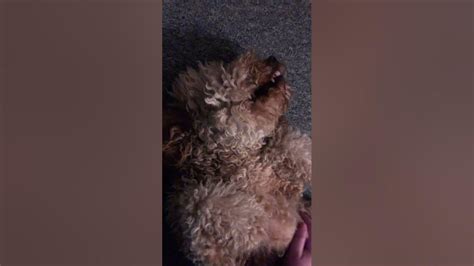 Cockapoo Loves Being Stroked Teeth Out Smiling The Lot Shorts