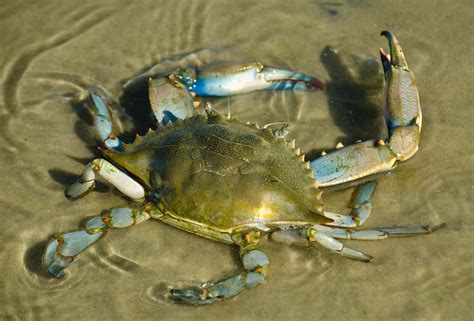 Virginia Crabbing Season Timing Bag Limits And Other Important Rules