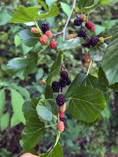 Mulberry Tree Identification
