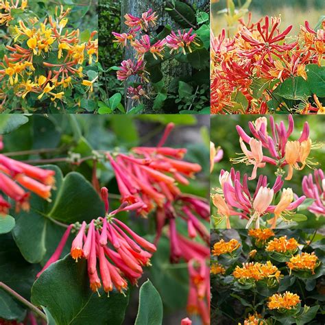 250 Honeysuckle Seeds High Germination Rate Perennial