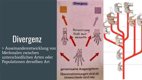 Homologie Und Analogie Arbeitsblatt Und Beispiele Einfach Erklärt