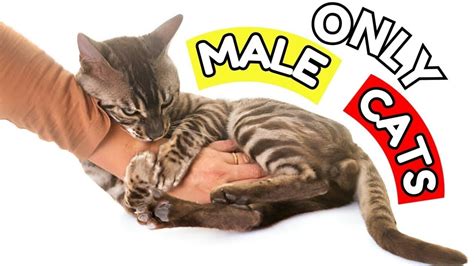 Understanding Male Cat Behavior Youtube