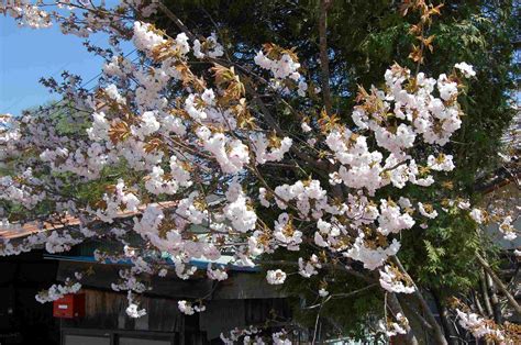 さくら 今日の黒姫