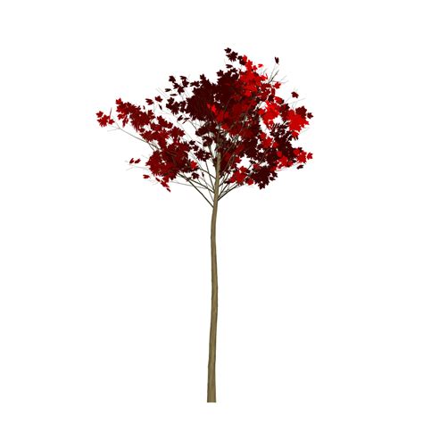 Download Maple Tree Painted Tree Royalty Free Stock Illustration