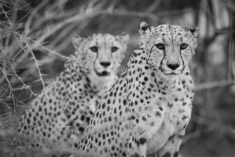 Behavioral Ecology — Izw Cheetah Research Project