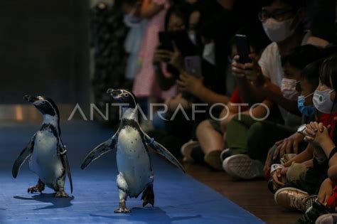 Liburan Idul Fitri Di Jakarta Aquarium Dan Safari Antara Foto