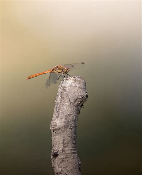 Danielle Needham Photography