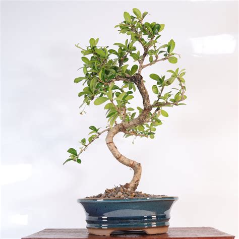 Fukien Tea Tree Carmona Retusa Bonsai Tree Shaped In 18cm Pot
