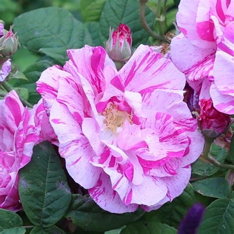 Buy Rosa Mundi Versicolor Or Rosa Mundi Shrub Rosa Gallica