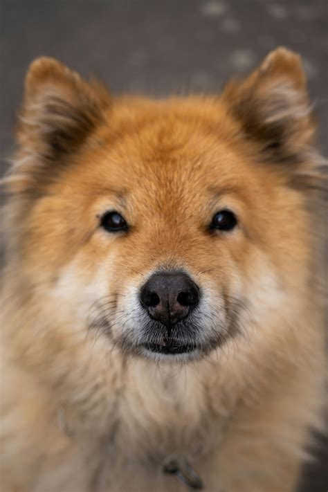 Eurasier Breed Mix