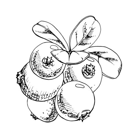 Cranberry Lingonberry Green Leaves Heap Bunch Ripe Swamp Forest Berry