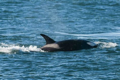 Killer Whale Orca Hunting A Sea Lion Pup Peninsula Valdez Patagonia Argentina 26207704 Stock