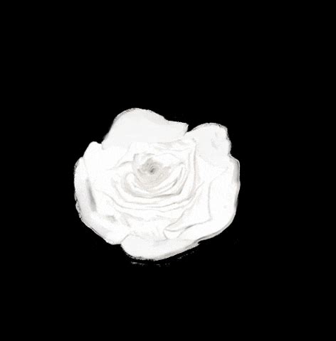 White Rose Animated 
