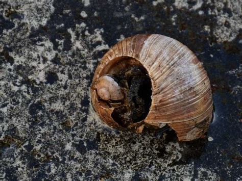 Killing Slugssnails The Humane” Way Mistakes And Alternatives
