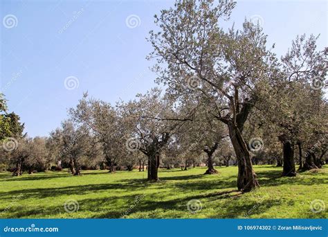 Olive Grove Concetto Delle Olive Tradizione Olivo Vista Di Un Oliveto Prima Della Raccolta