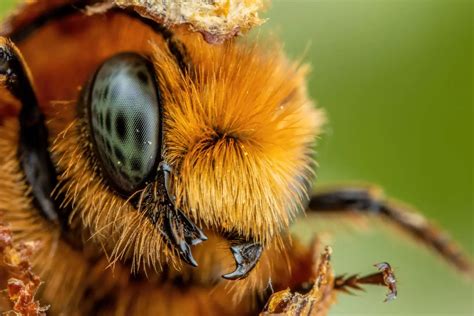 Emerging Blue Mason Bee Xi Scrolller