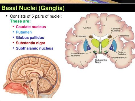 Nucleus Morphology Function