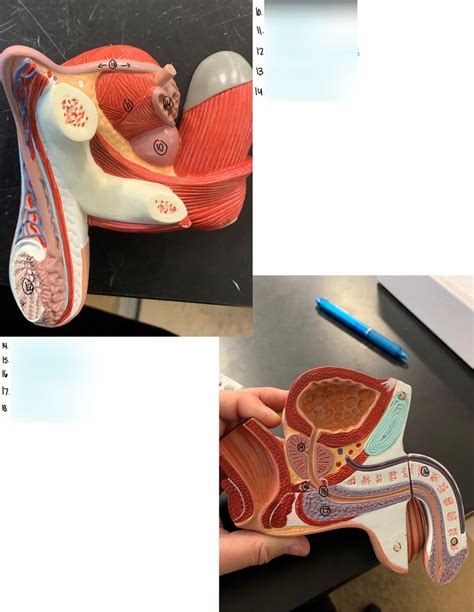 Male Reproductive System Pt 2 Model Diagram Quizlet