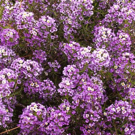 Royal Carpet Sweet Alyssum Seeds Everwilde Farms
