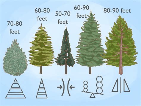 Types Of Pine Trees