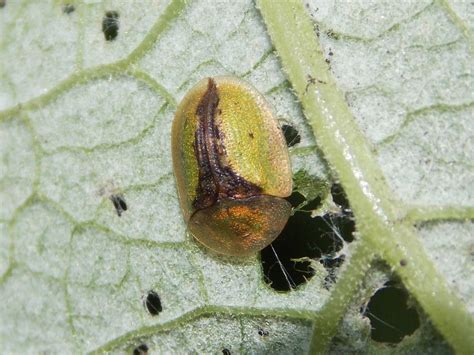 Cassida Vibex British Nature Guide