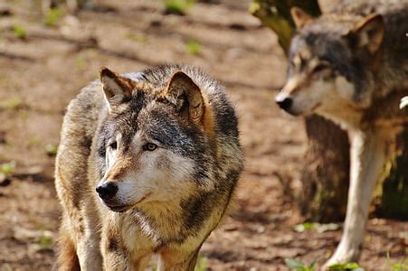 Free Photo Wolf Wild Animal Predator Nature Animal Deer Park