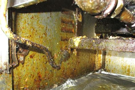 Cockroach Infested Curry House Shut Down After Insects Found Crawling