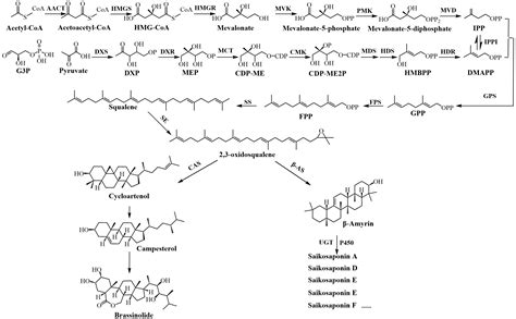 Frontiers Suitable Concentrations Of Brassinolide Application
