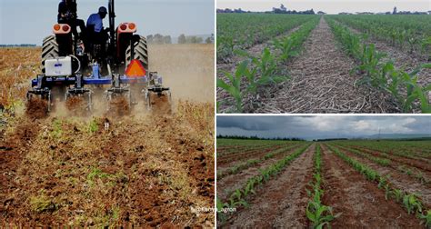 Best Practices For Maize Land Preparation Cropnuts