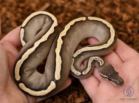 Cypress Ghi Mojave Het Clown Ball Python By Kalogenic Reptiles