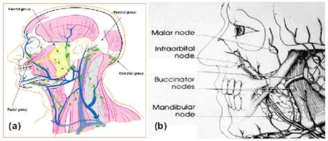 Retroauricular Lymph Node