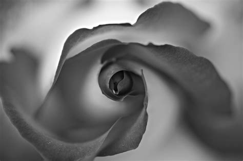 배경 화면 화이트 검은 단색화 사진술 장미 꽃 입 코 검정색과 흰색 거시대 식물 아름다움 Bw 눈 꽃잎 말뿐인 Sonyslta58 컴퓨터