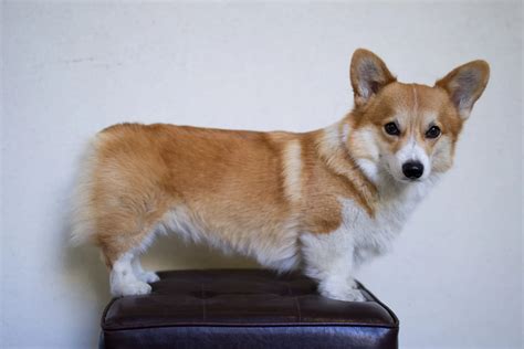 What Is A Healthy Weight For A Corgi At Robert Pridgen Blog